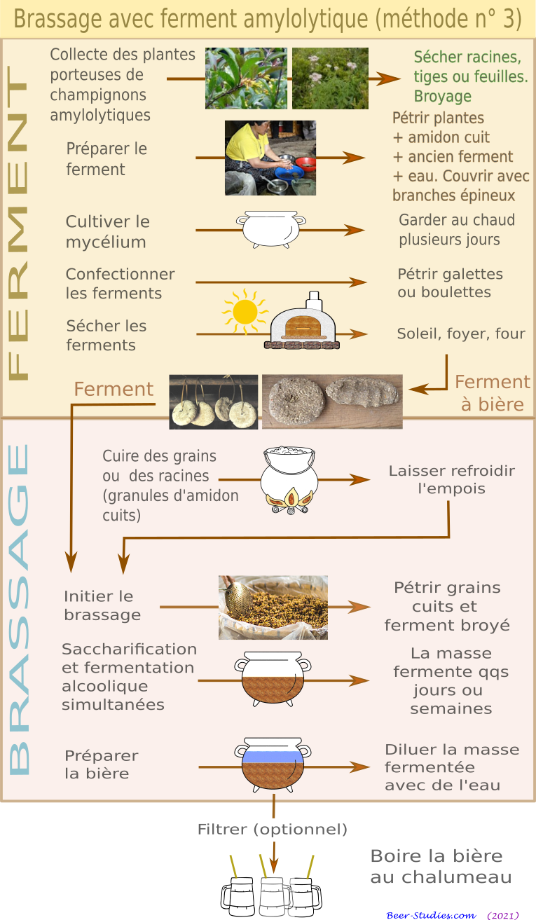 Voie n° 3 = culture de champignons amylolytiques - Beer Studies